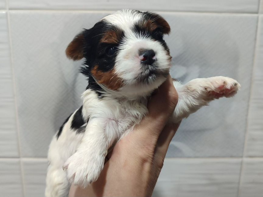 Бивер детки