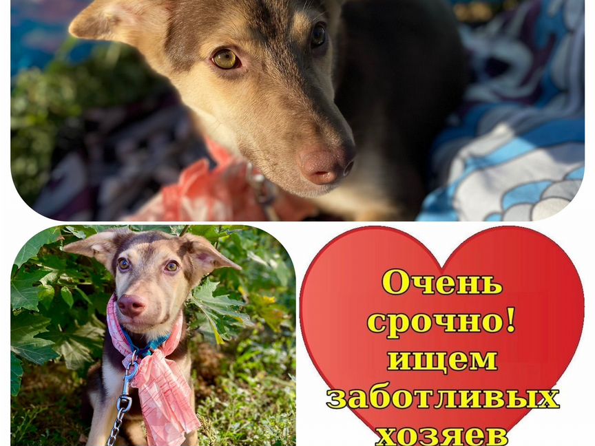 Собака