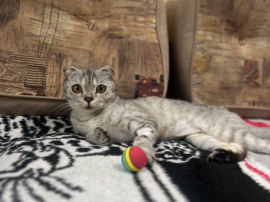 Вислоухая кошечка в доьрые руки