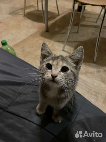 Отдам котёнка в добрые руки