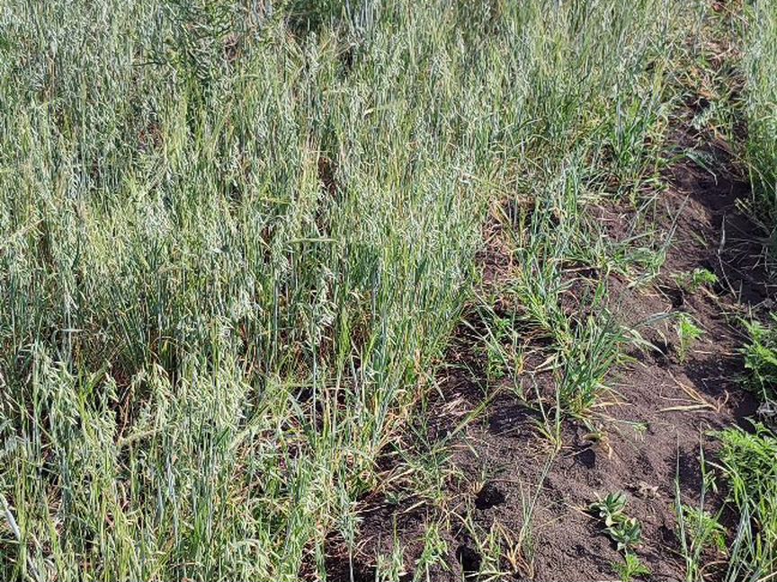 Ячмень овëс на корню зелень