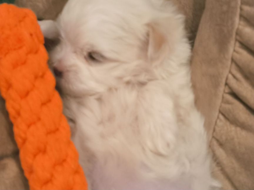 Продаётся мальтезе