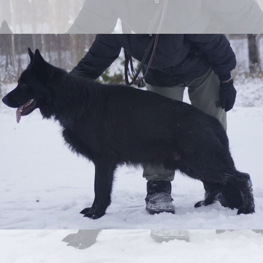 Немецкая овчарка, щенок