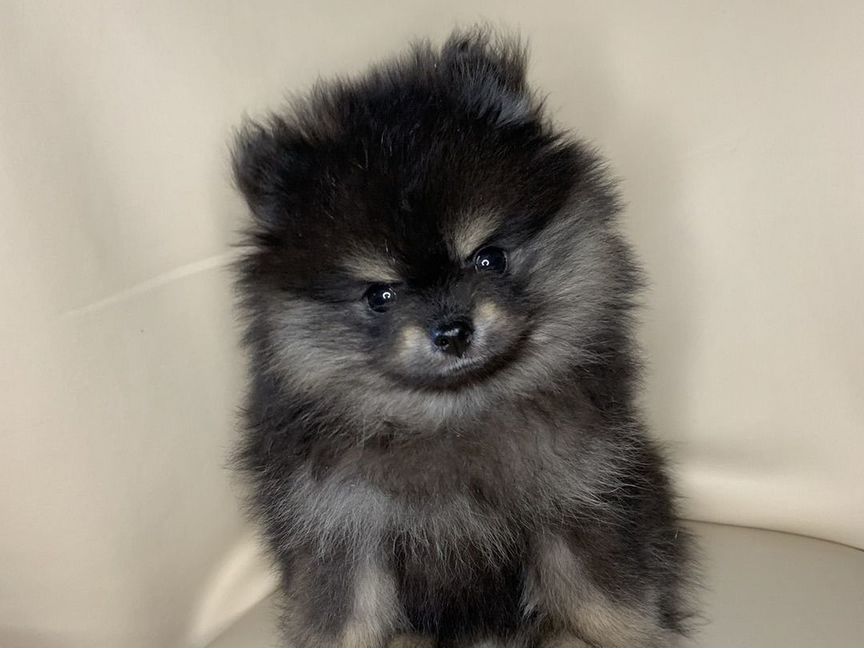 Померанский шпиц мини