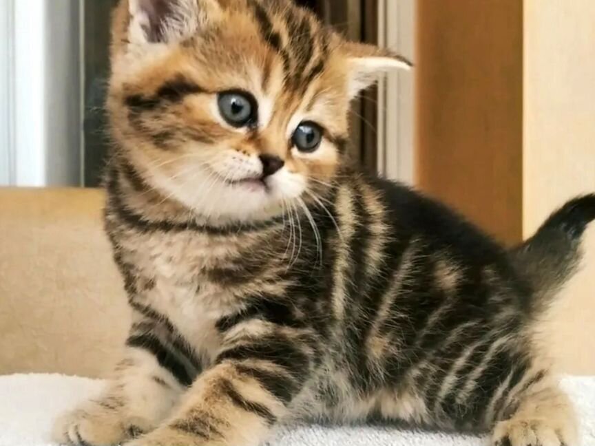 Плюшки) Мрамор на Золоте