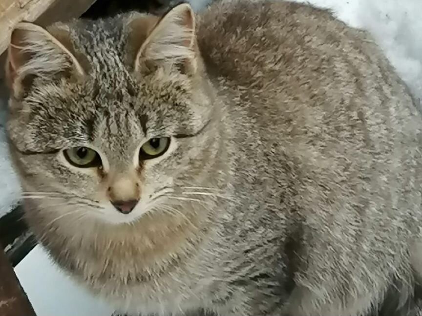 Котенок 6 мес девочка