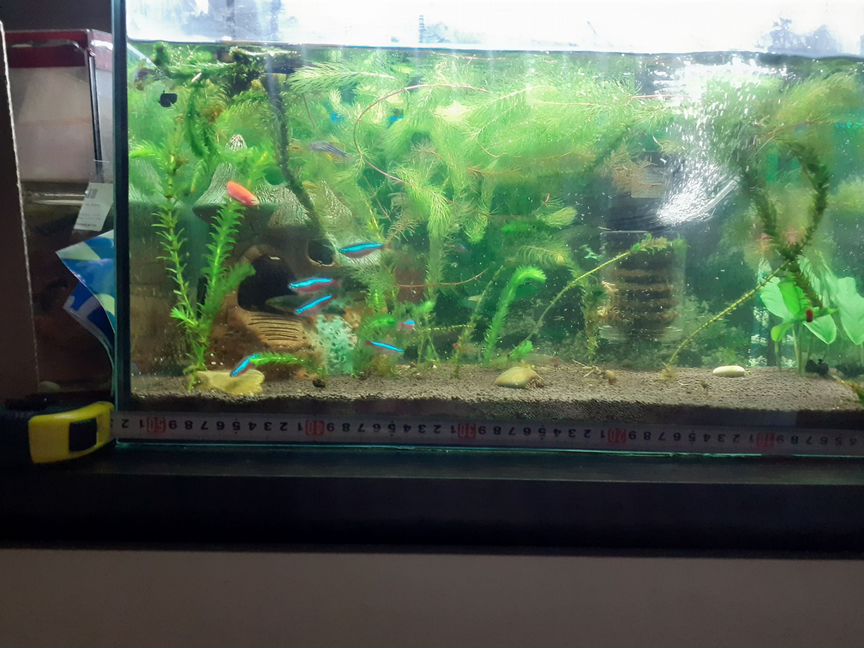 Аквариум со всеми внутринестеми