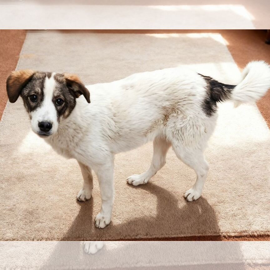 Щенок в добрые руки