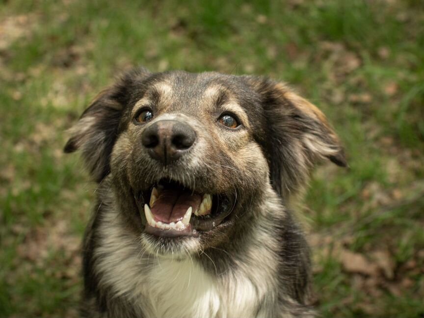 Небольшой молодой пёсик в добрые руки