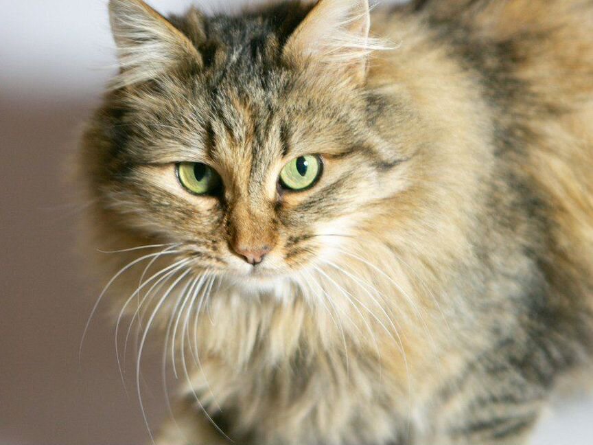 Кошка 2-3 года