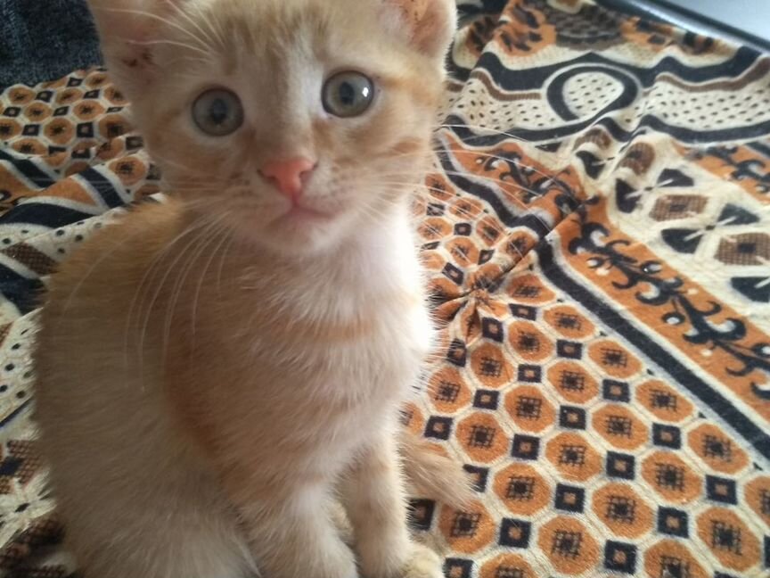 Рыжий котенок,3 мес. Мальчик, мать ловит крыс