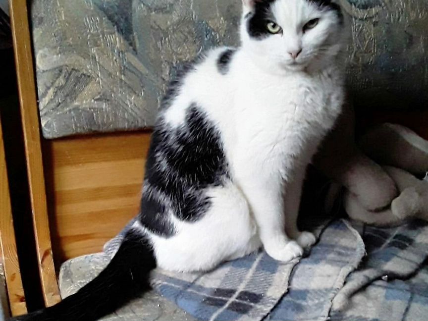 Кошка Белянка