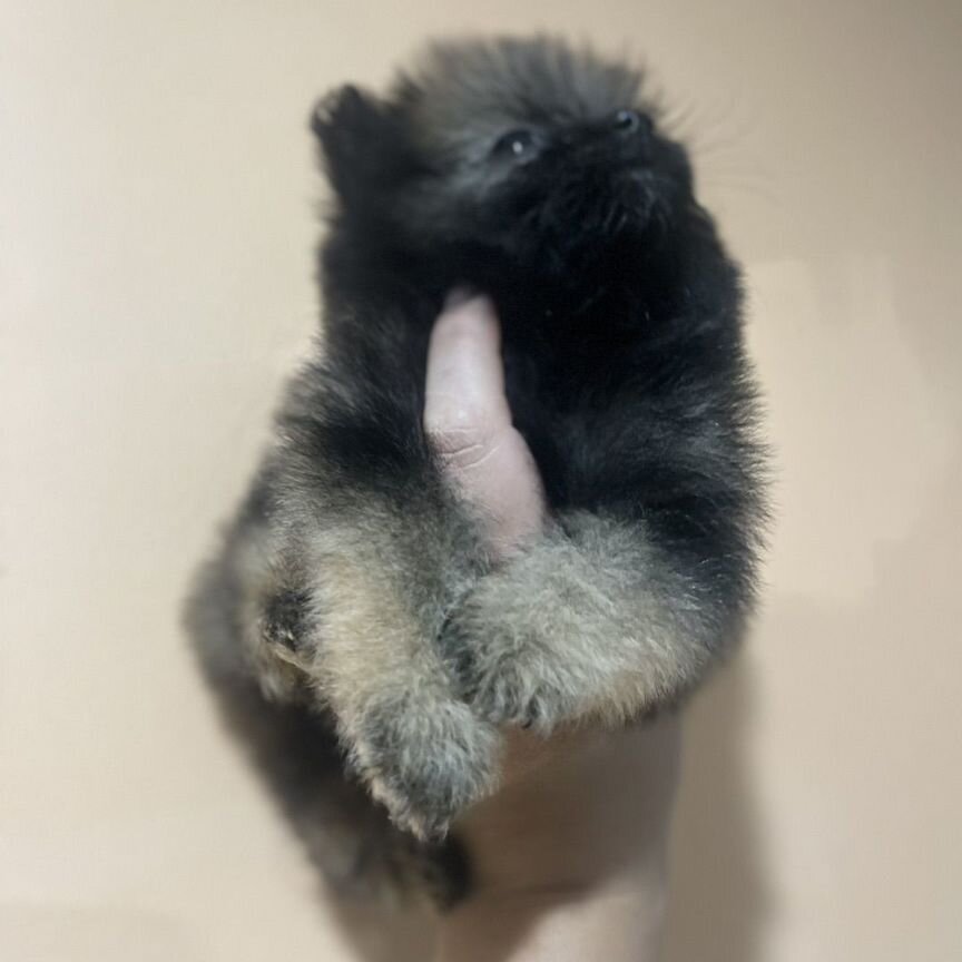 Малыши шпиц соболь