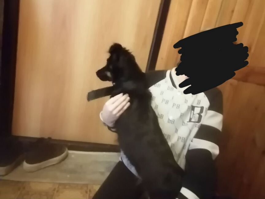 Собака в добрые руки Кнопа