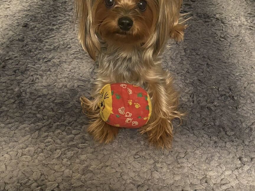 Йоркширский терьер