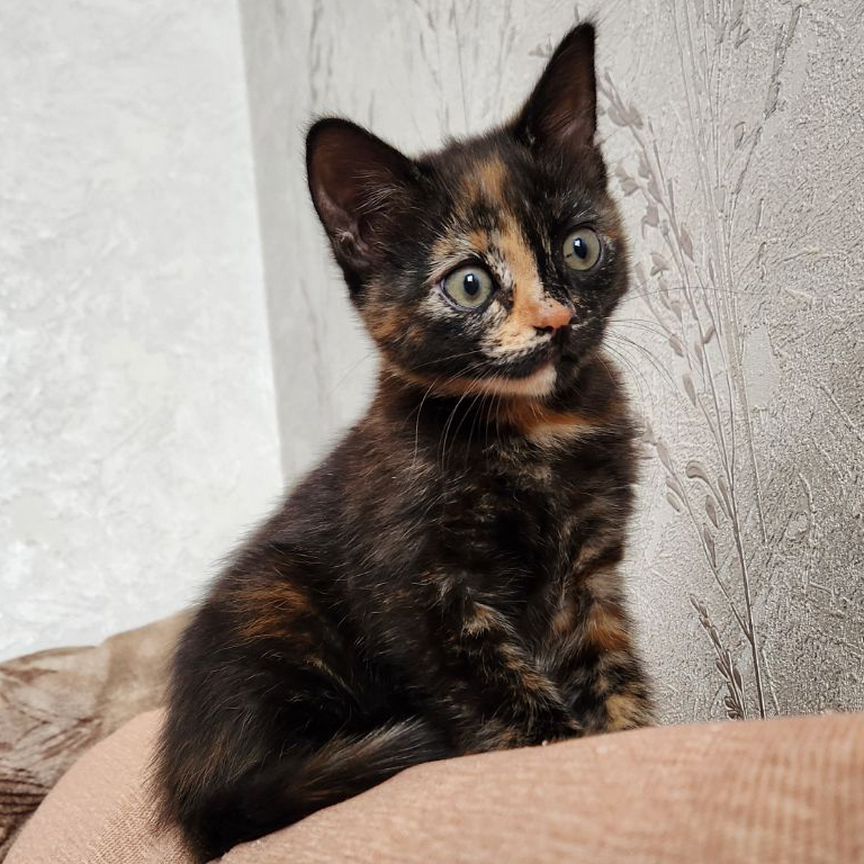 Котёнок от частного владельца