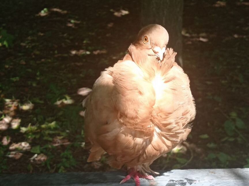 Голубь Китайская чайка