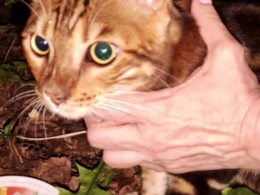 Найден кот метро Планерная