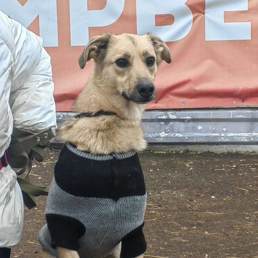 Собака в добрые руки отдам бесплатно