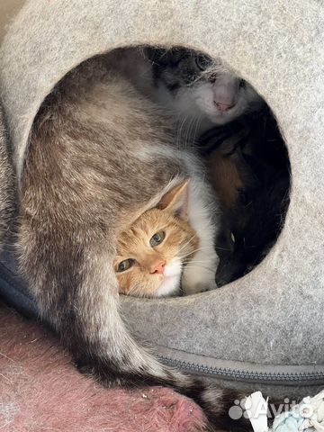 Кот Блондин в заботливые руки