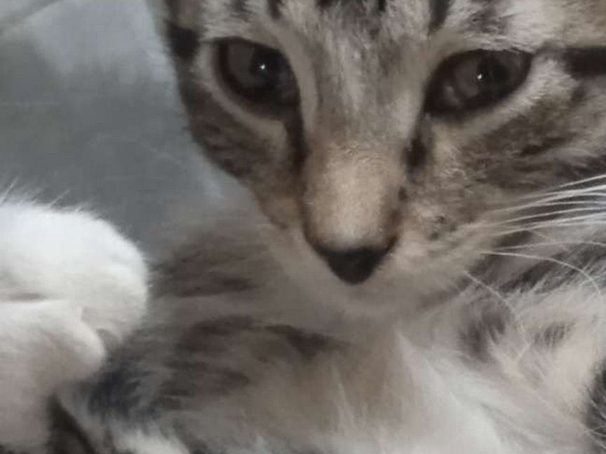 Котенок в добрые руки мальчик 3 мес