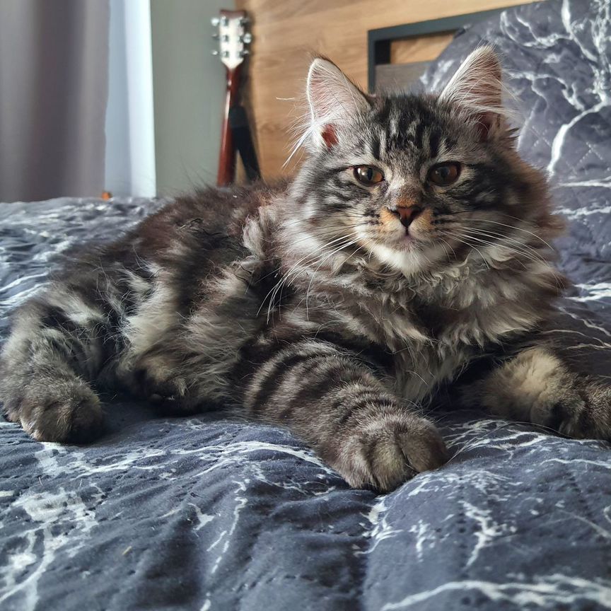 Отдам бесплатно кота курильский бобтейл