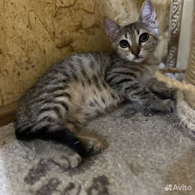 Кошка котенок подросток