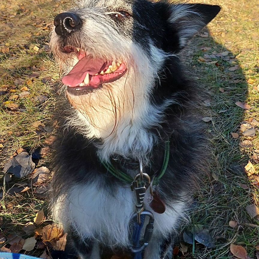 Терьеристый пёсик пропадает в приюте