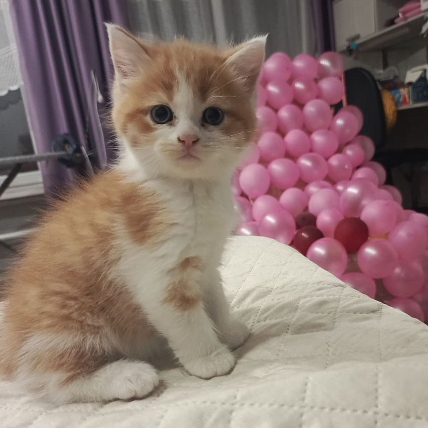 Персидский котёнок