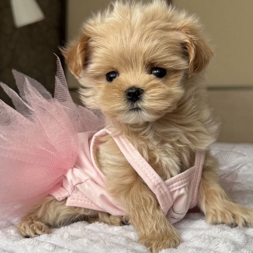 Мальтипу, щенок