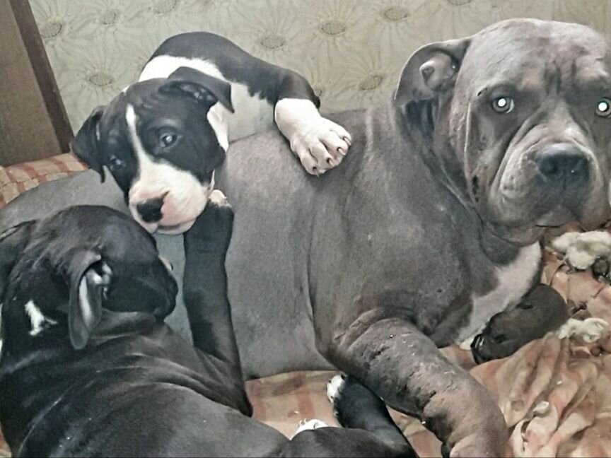 Малыши ам.булли