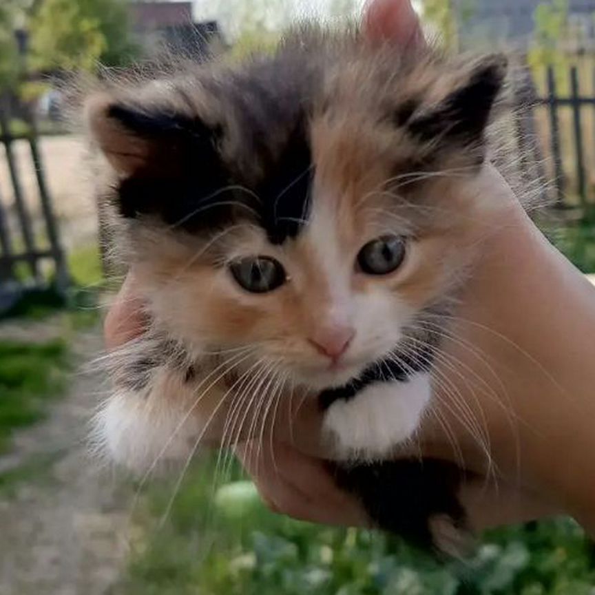 Котёнок в добрые руки