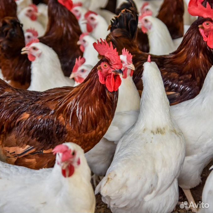 Продам кур несушек