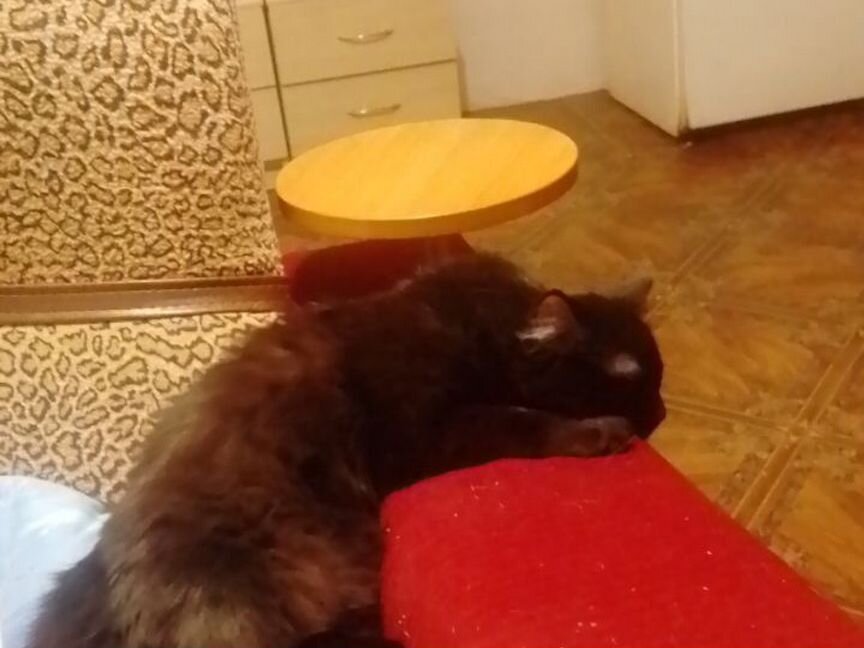 Котенок Муся