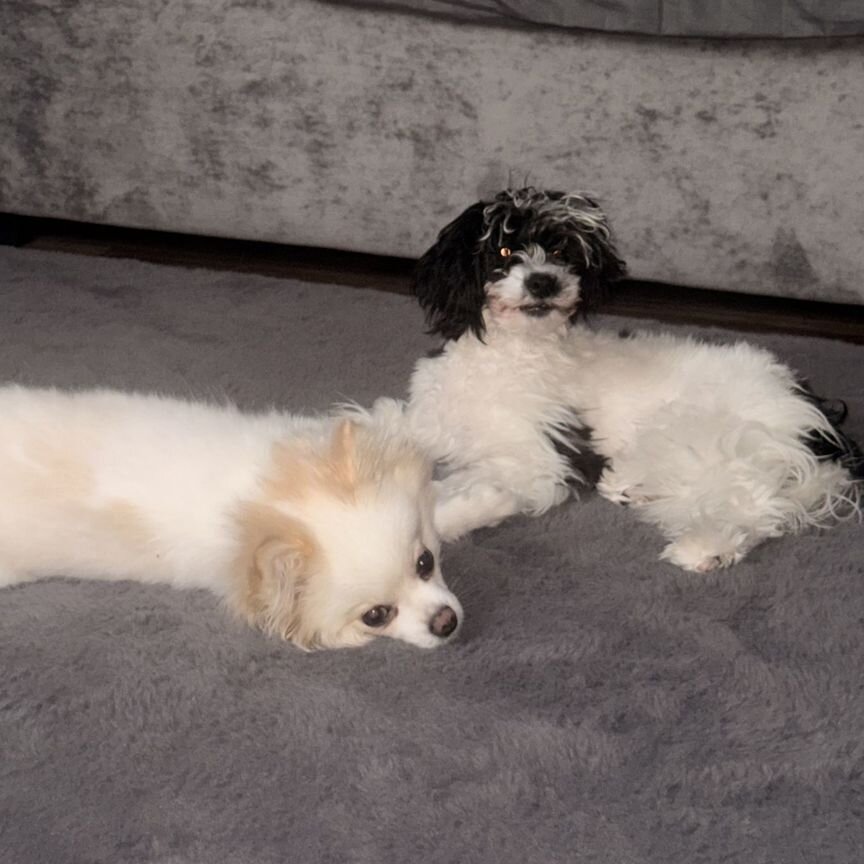 Карликовый пудель, щенок