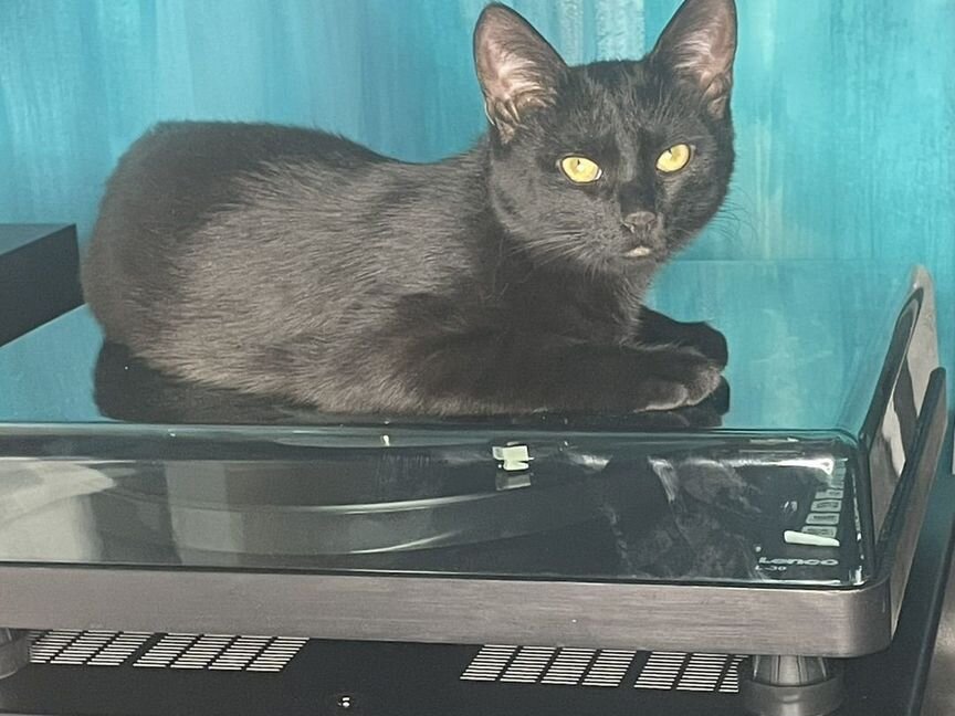 Черная кошка в добрые руки