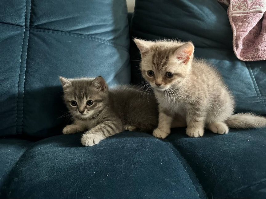 Британские котята
