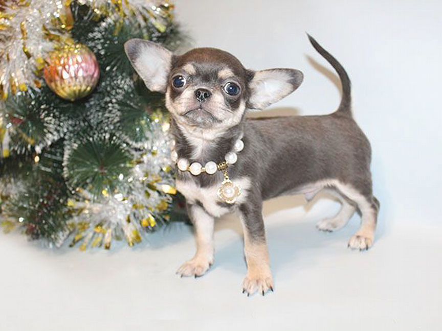 Голубой с подпалом малыш