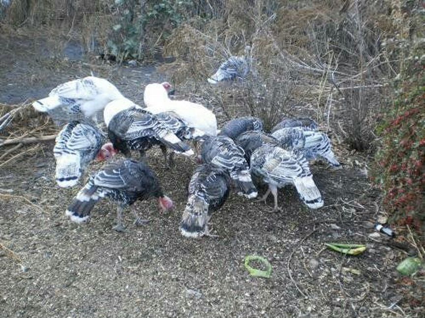 Стеные серебристые индюки