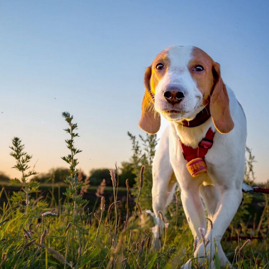 Эстонская гончая, взрослый пёс