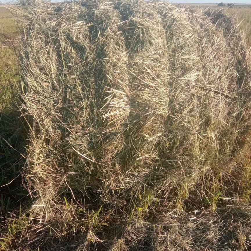 Сено суданка, самовывоз с поля