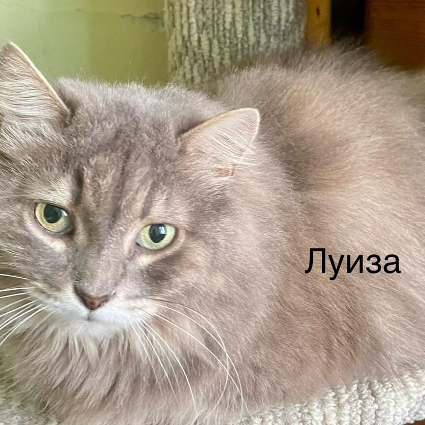 Прекрасная Луиза ждет маму и папу