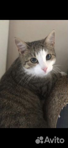 Европейская