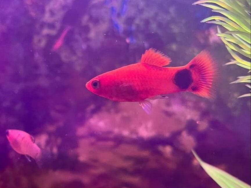 Аквариумные рыбки