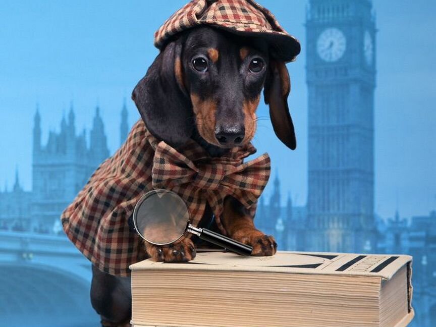 Щенок кроличьей таксы мальчик