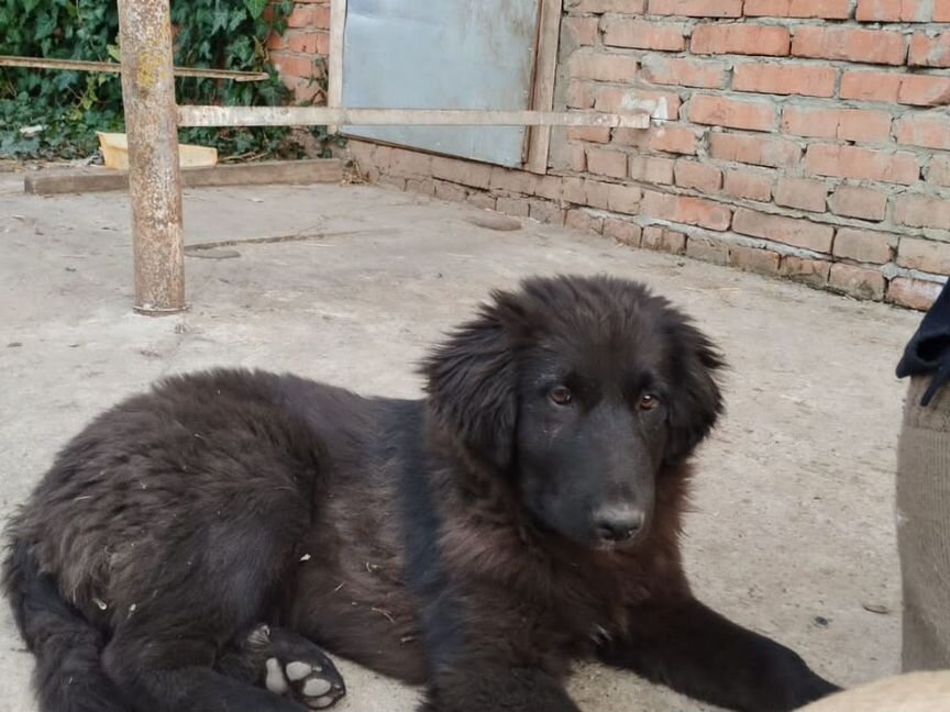 Мишаня метис азиата/алабая