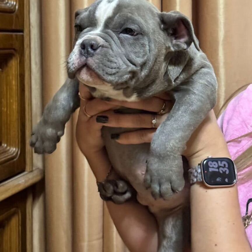 Американский булли, щенок