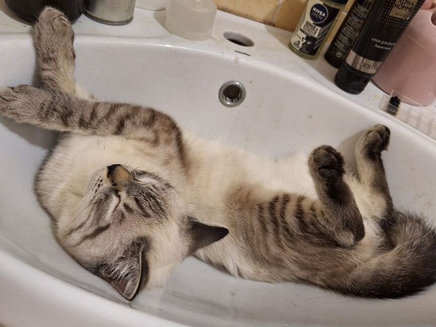 Кот