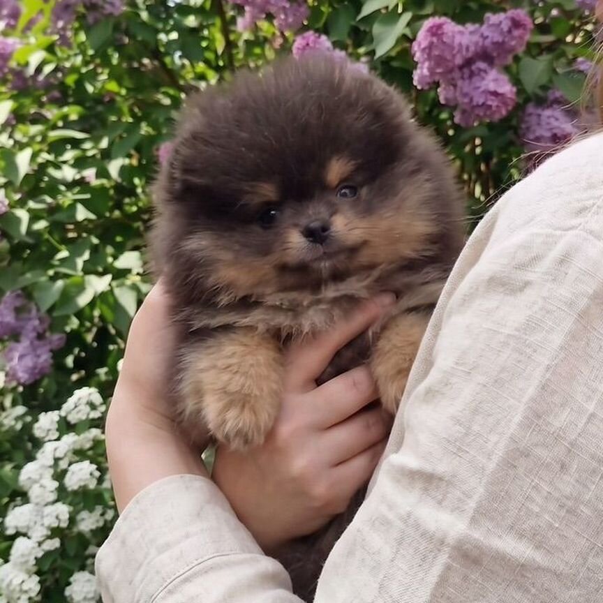Померанский шпиц, щенок