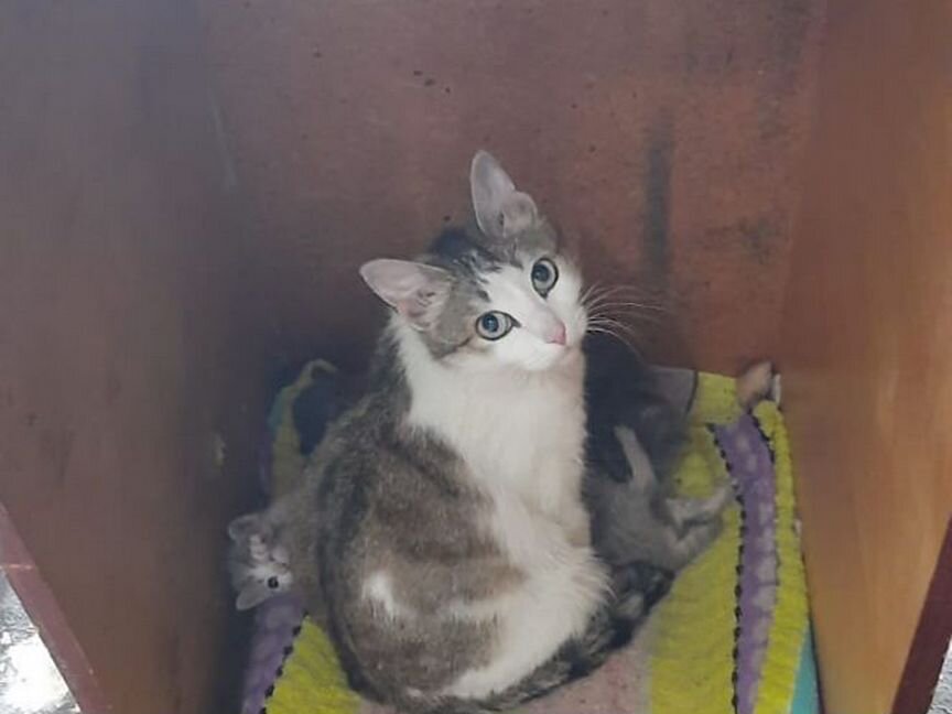 Кошка и котята в добрые руки
